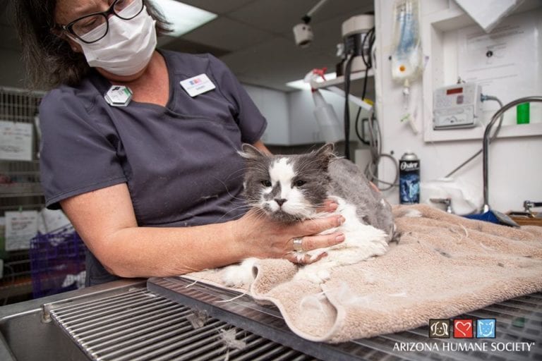 The cutest cat is revealed after emergency haircut from rescuer