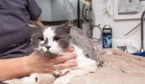 The cutest cat is revealed after emergency haircut from rescuer