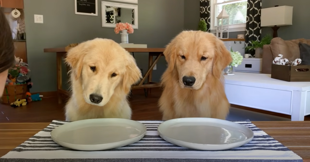 Dogs do a hilarious taste test and over 27 million have watched