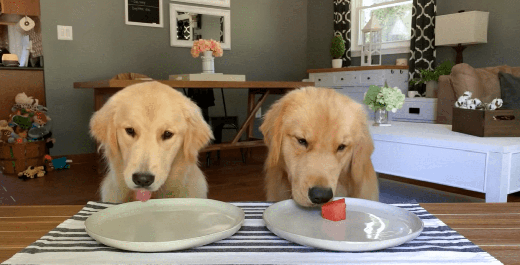 Dogs do a hilarious taste test and over 27 million have watched