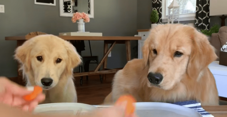 Dogs do a hilarious taste test and over 27 million have watched
