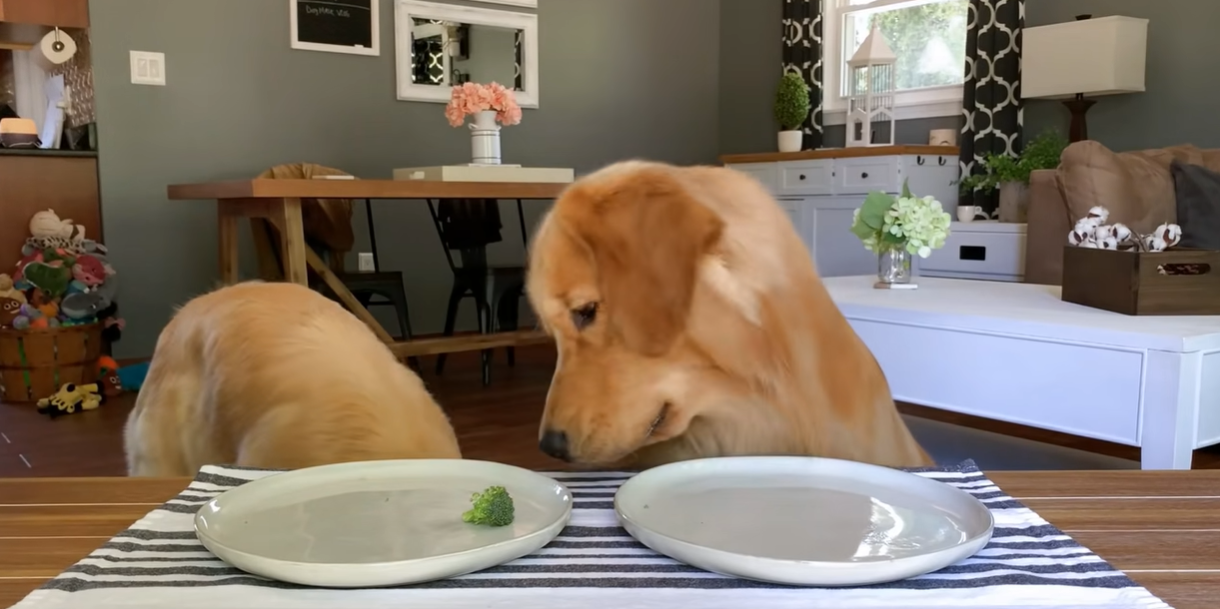 Dogs do a hilarious taste test and over 27 million have watched