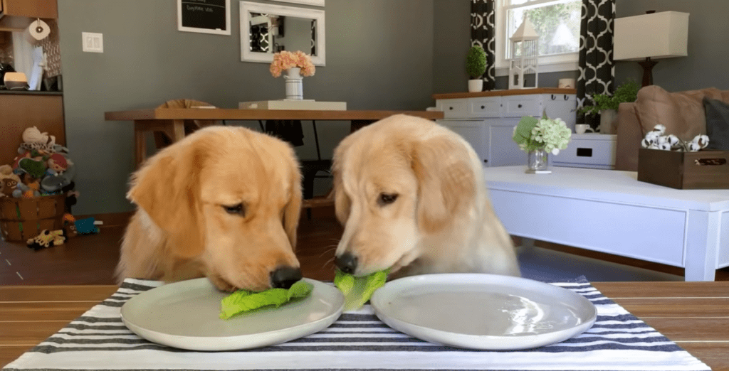 Dogs do a hilarious taste test and over 27 million have watched