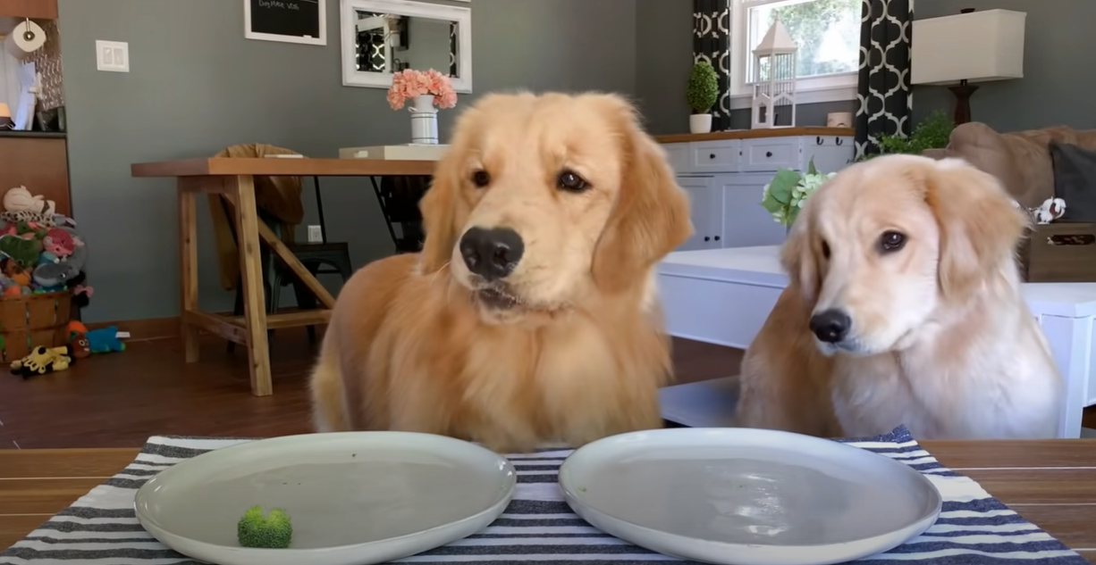 Dogs do a hilarious taste test and over 27 million have watched