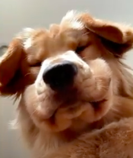 Dog’s chubby face is melting hearts