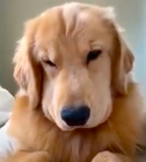Dog’s chubby face is melting hearts