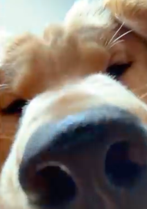 Dog’s chubby face is melting hearts