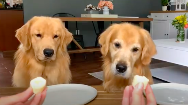 Dog’s chubby face is melting hearts