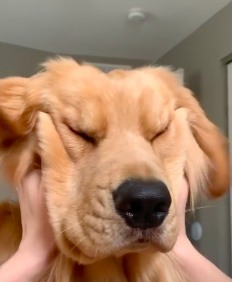 Dog’s chubby face is melting hearts