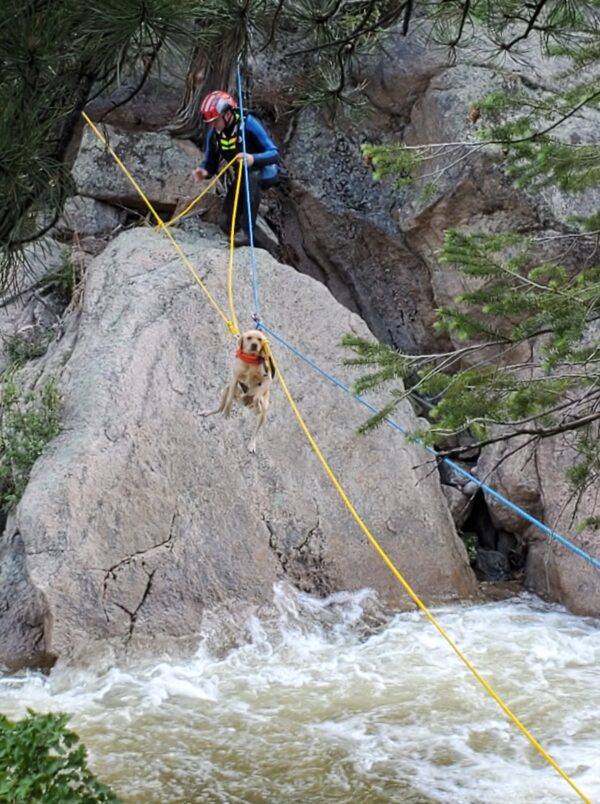 Missing Dog Saved From Towering 20-Foot Cliff Above Creek