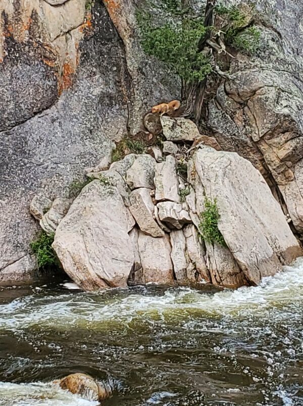 Missing Dog Saved From Towering 20-Foot Cliff Above Creek