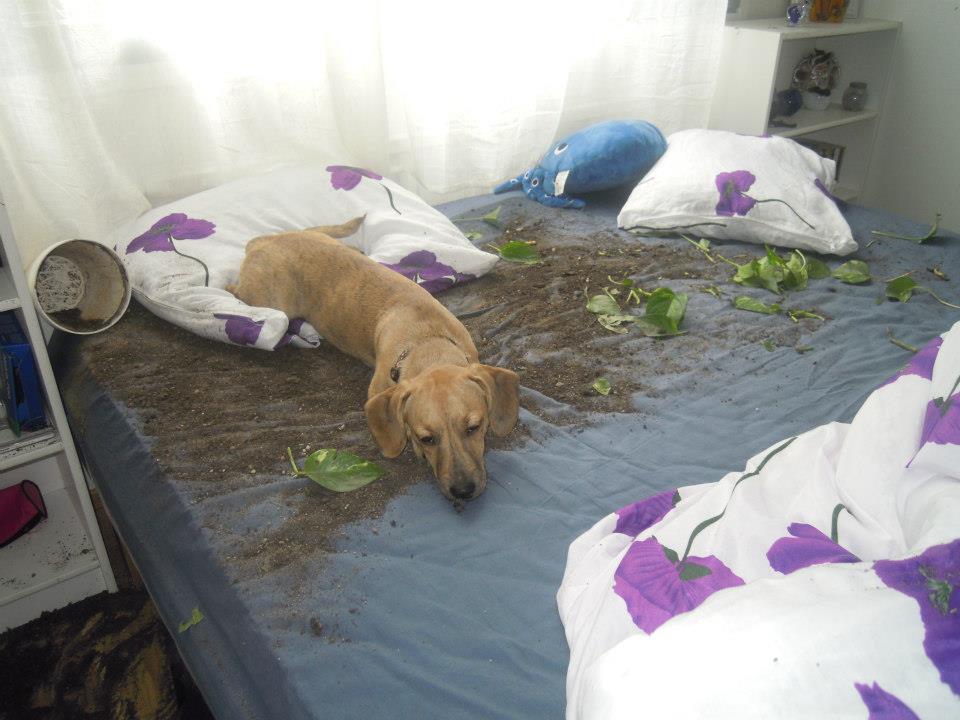 30 Cute Dogs Trying To Be Good But Failing