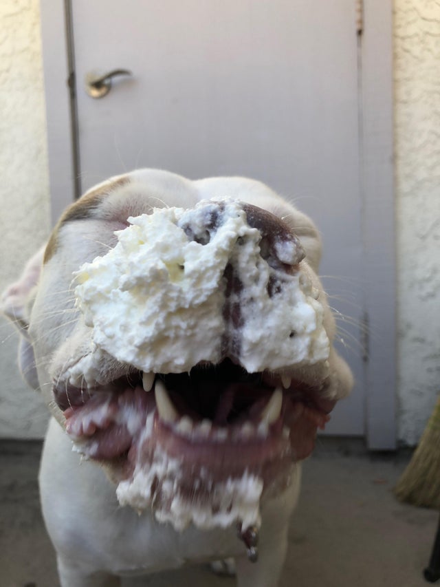 30 Cute Dogs Trying To Be Good But Failing
