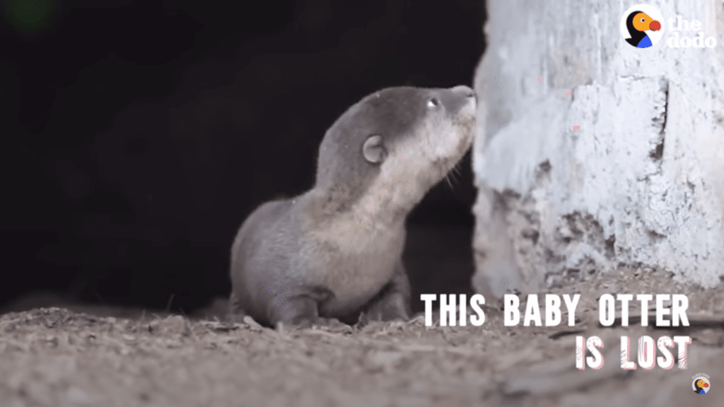 Lost Baby Otter Embarks On Journey To Find His Family