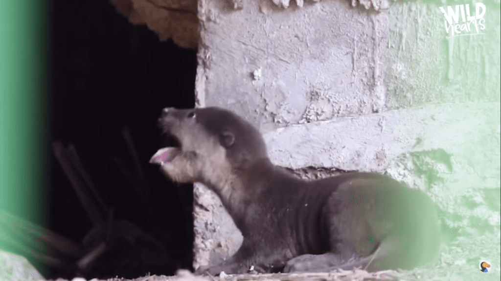 Lost Baby Otter Embarks On Journey To Find His Family