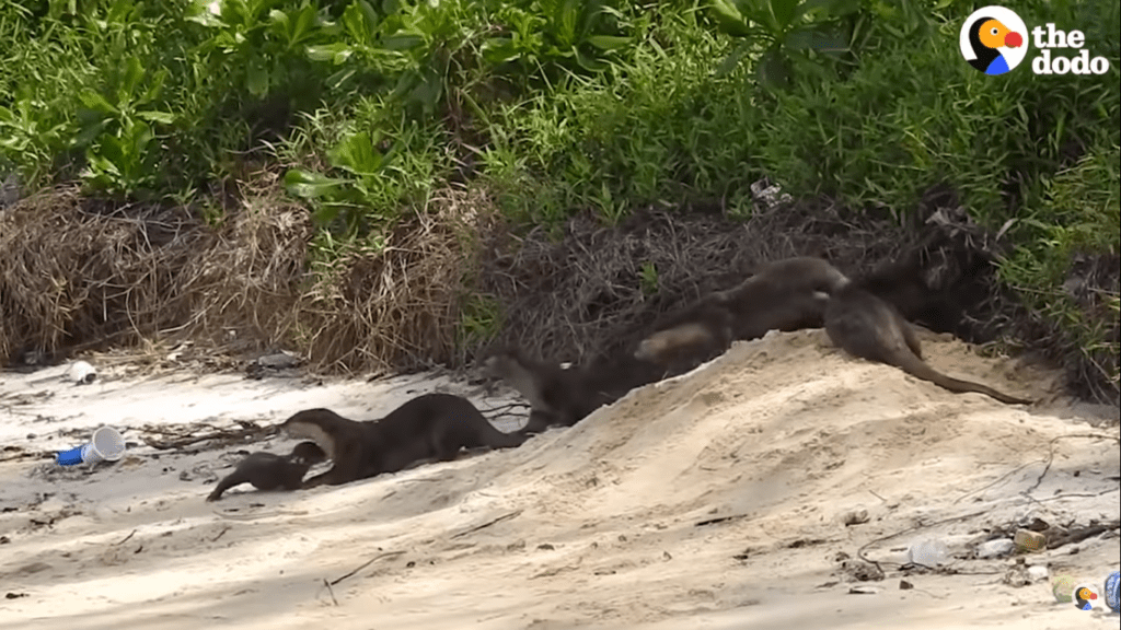 Lost Baby Otter Embarks On Journey To Find His Family
