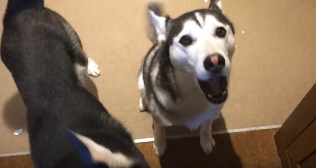 Huskies caught redhanded argue over who made the mess