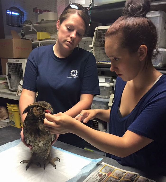 Owl Recognizes The Man Who Saved Her Life And Thanks Him With A Hug