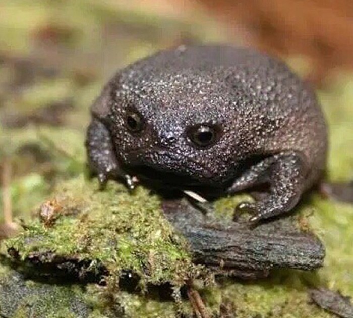 People can’t stop talking about this black, grumpy-looking rain frog