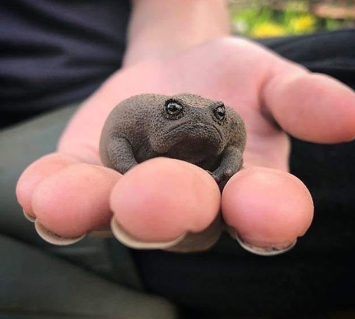 People can’t stop talking about this black, grumpy-looking rain frog