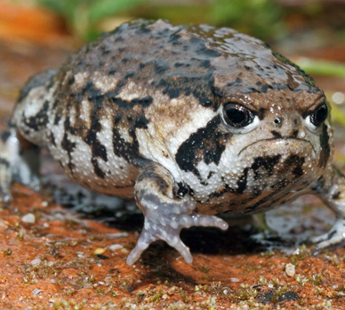 People can’t stop talking about this black, grumpy-looking rain frog