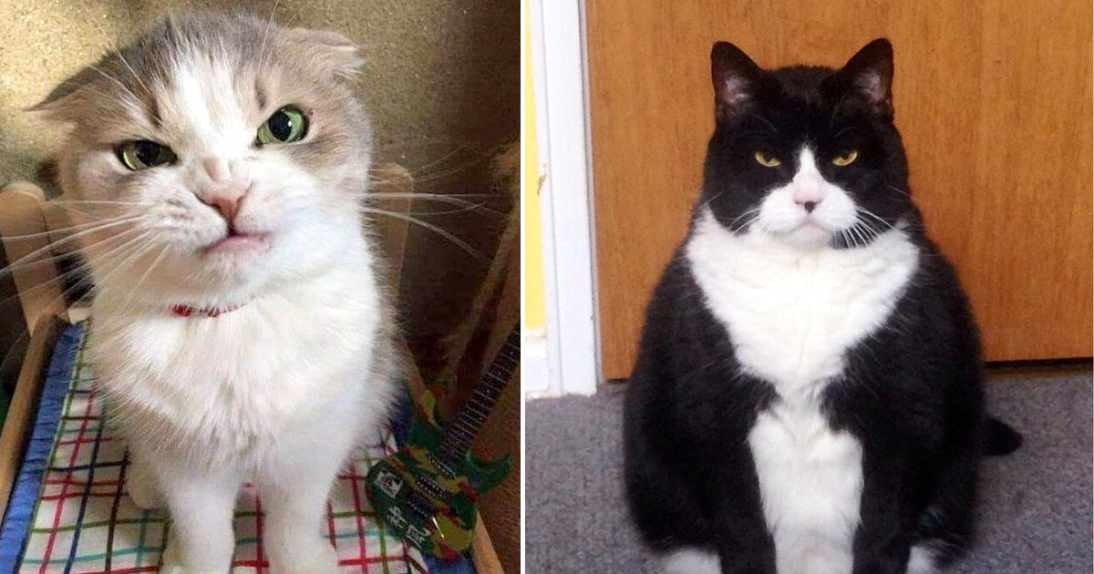 41 Funny Cats Not In The Mood To Be Messed With