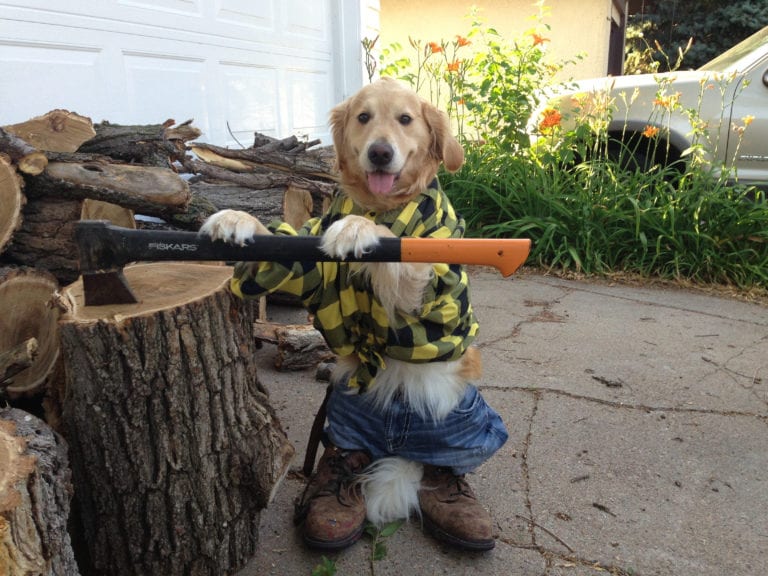 40+ funny dog photos that will instantly brighten up your day