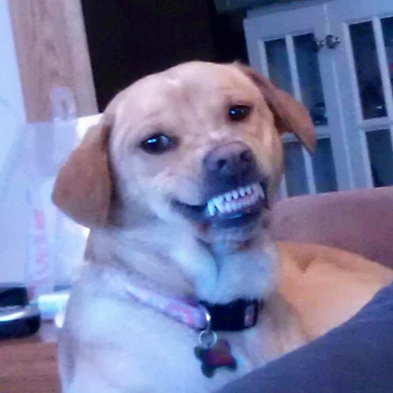 40+ funny dog photos that will instantly brighten up your day