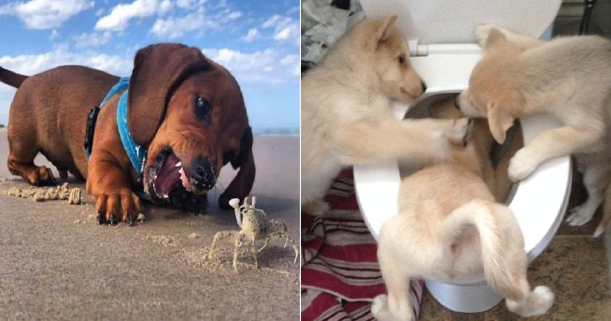 40+ funny dog photos that will instantly brighten up your day
