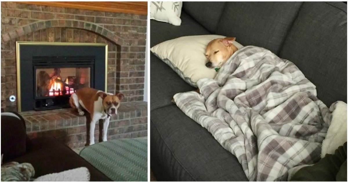75 dogs with quirky habits we don’t know where they picked up