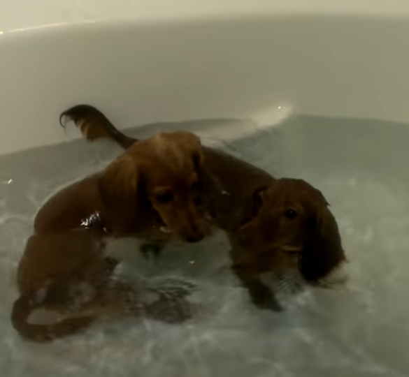 Dachshunds Have Funny And Cute Bath Time Ritual