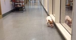 Puppy with deformed legs learns to walk