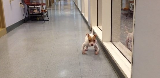 Puppy with deformed legs learns to walk