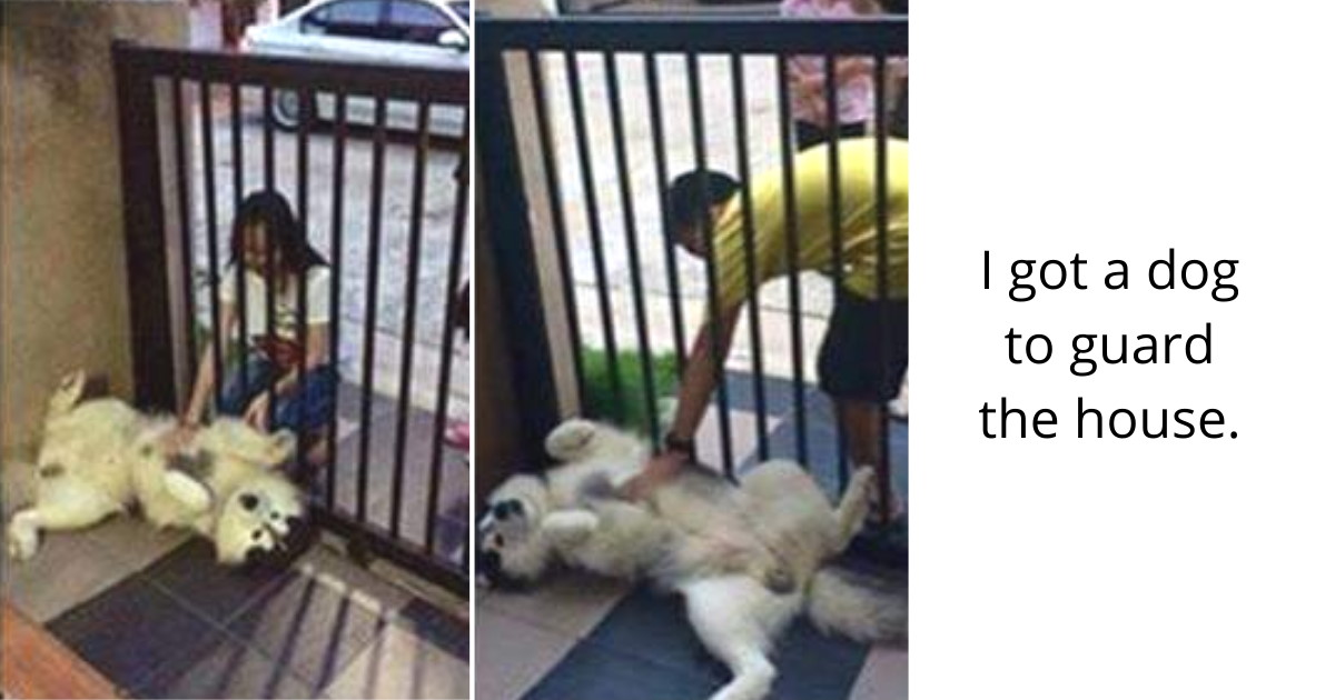 30 Cute Dogs Trying To Be Good But Failing