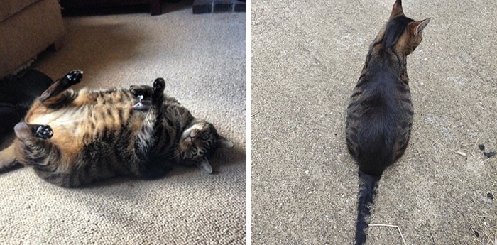 50 fat cats that drastically lost weight and found their sleeker selves