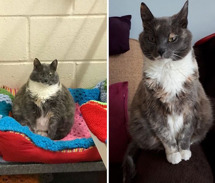 50 fat cats that drastically lost weight and found their sleeker selves