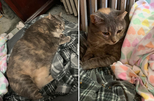 50 fat cats that drastically lost weight and found their sleeker selves