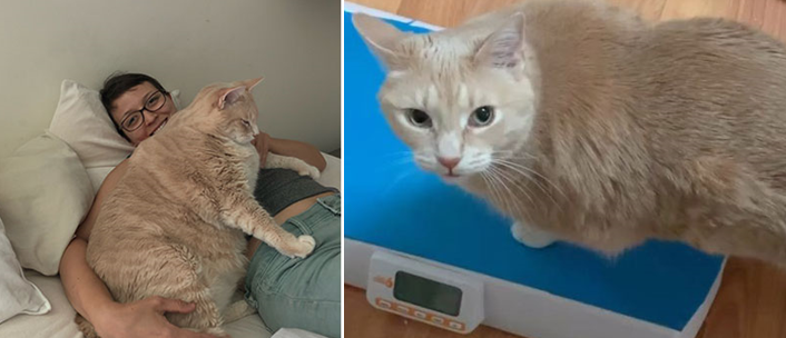 50 fat cats that drastically lost weight and found their sleeker selves