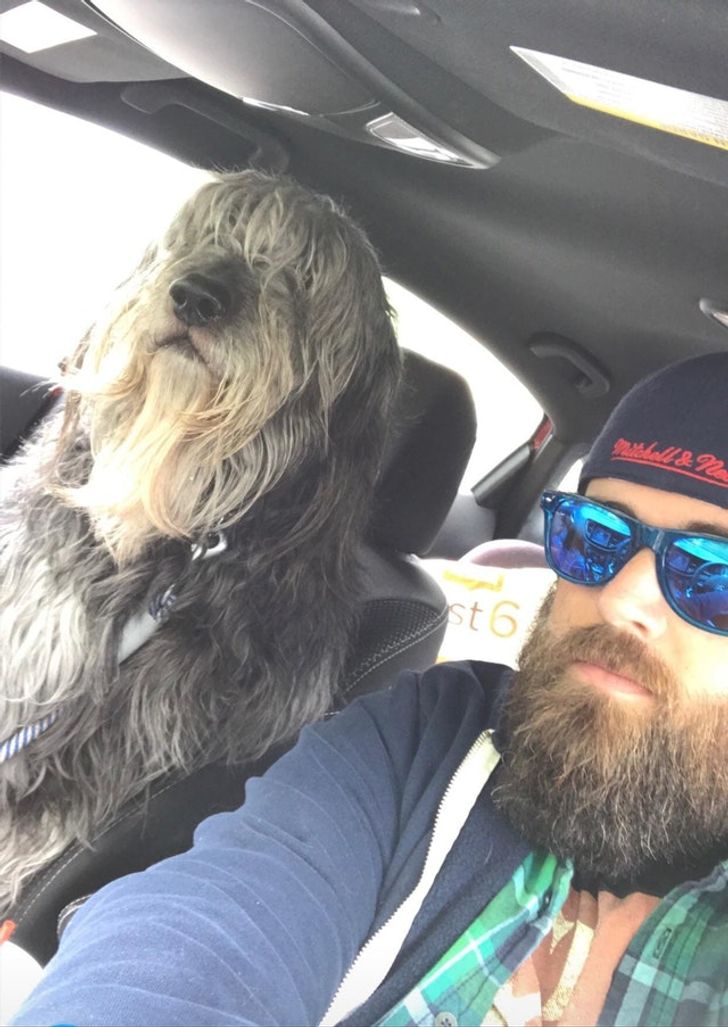45 Funny Dogs Making Us Laugh