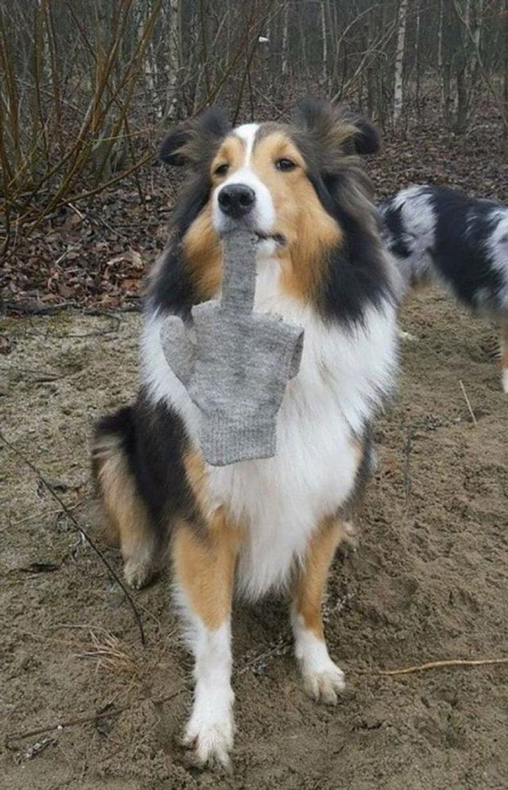 45 Funny Dogs Making Us Laugh