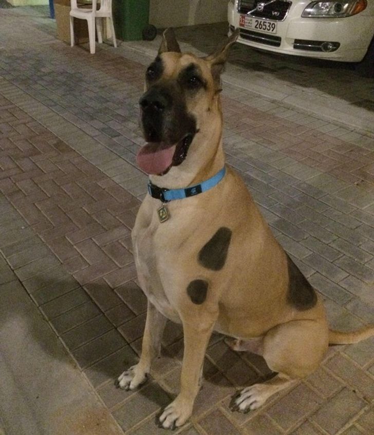 45 Perros Graciosos Haciéndonos Reír