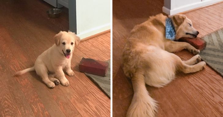 45 Funny Dogs Making Us Laugh