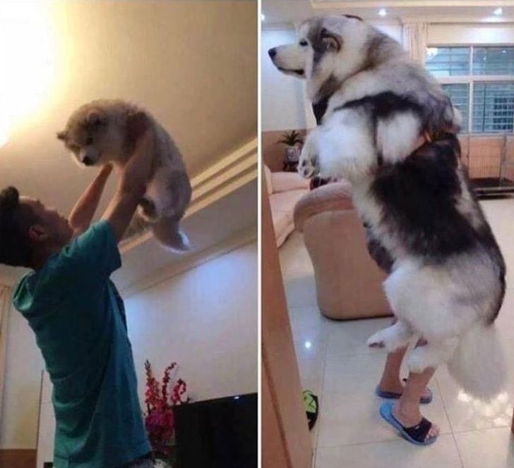 45 Funny Dogs Making Us Laugh