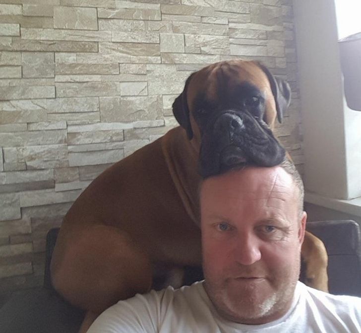 45 Funny Dogs Making Us Laugh