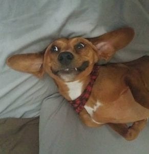 45 Funny Dogs Making Us Laugh