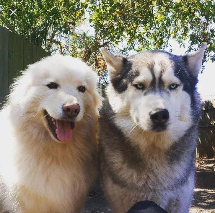 45 Funny Dogs Making Us Laugh