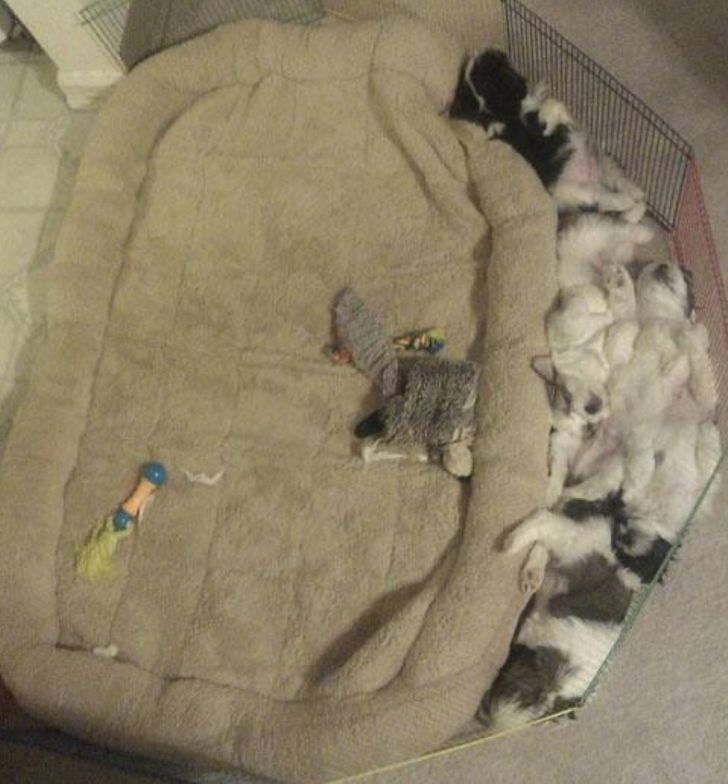 45 Funny Dogs Making Us Laugh