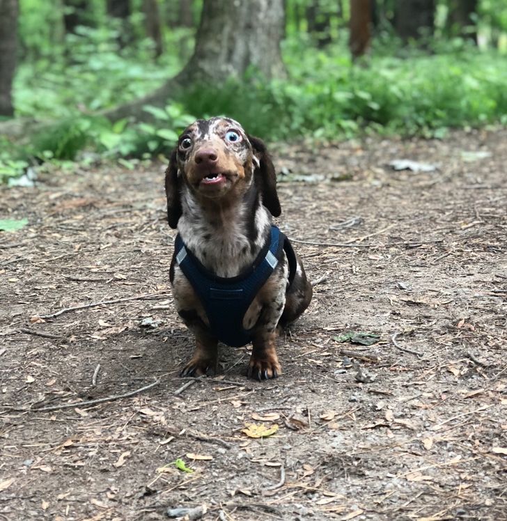 47 Dogs Making Us Laugh With Their Silly Antics