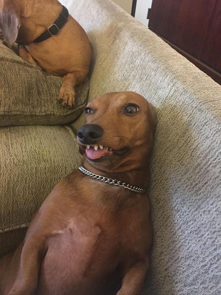 47 Dogs Making Us Laugh With Their Silly Antics
