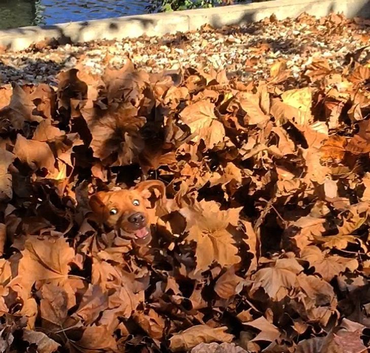 50 pictures where the animals are basically invisible